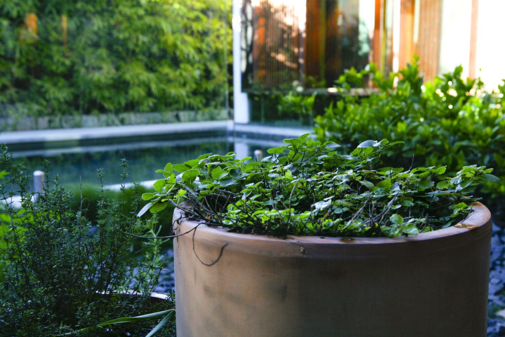 Samford - Aesthetic Pools & Landscapes // Multi-Award Winners